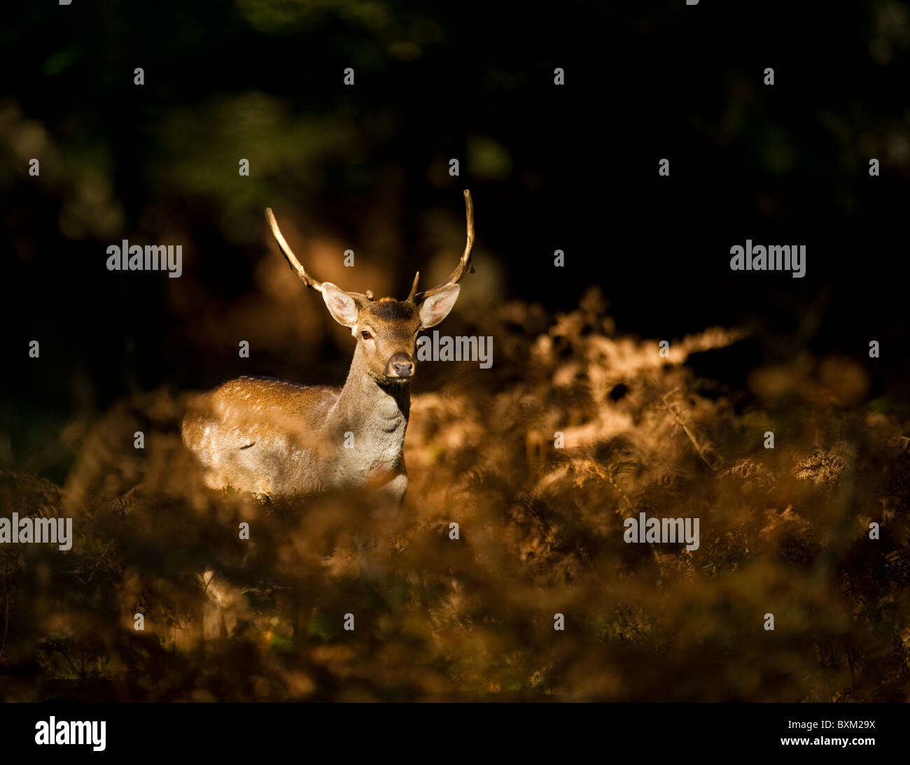 Fallow buck hi-res stock photography and images - Alamy