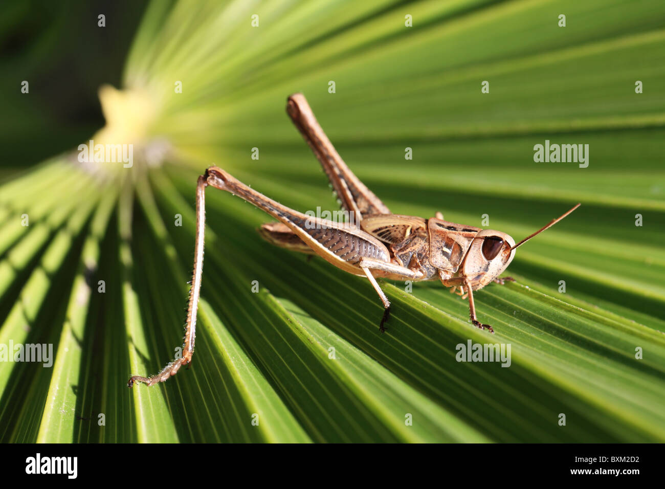 Green grasshopper with brown hi-res stock photography and images - Alamy