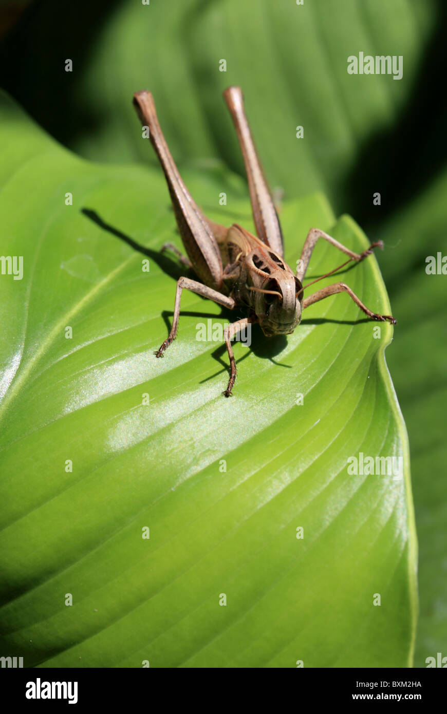 Green leaf grasshopper hi-res stock photography and images - Alamy