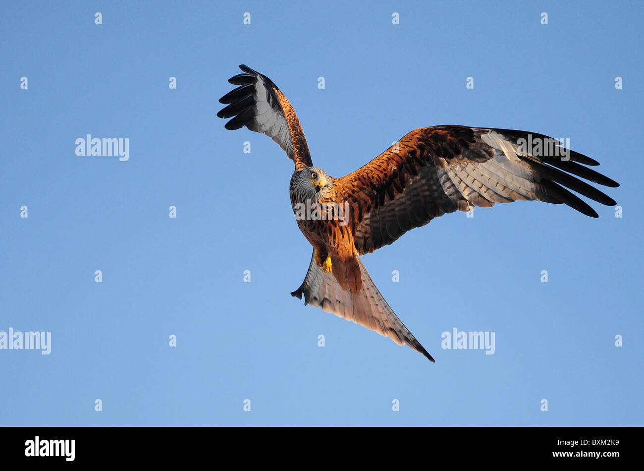Red kite hi-res stock photography and images - Alamy