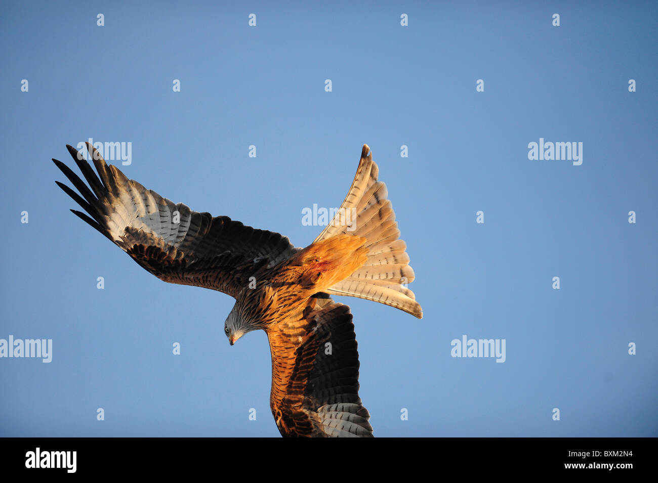 Red kite in the skies over mid Wales Stock Photo - Alamy