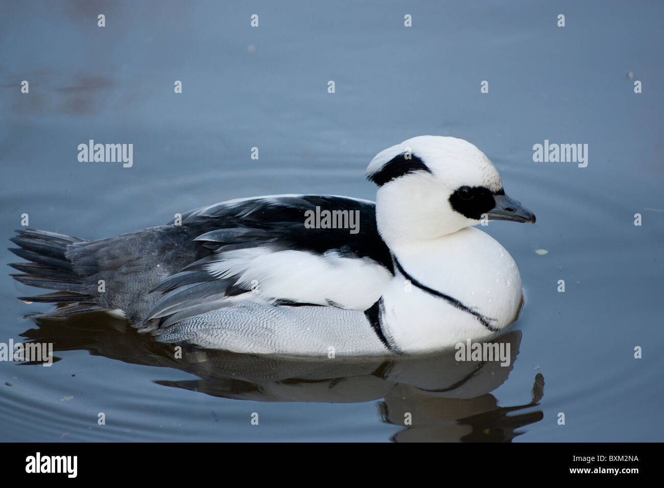 Smew duck hi-res stock photography and images - Alamy