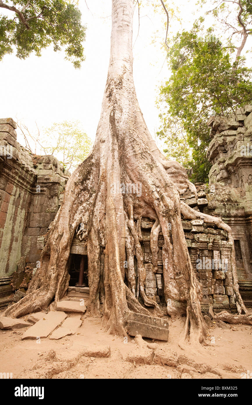 The Tetrameles nudiflora tree engulfs Ta Prohm Temple in the Angkor ...