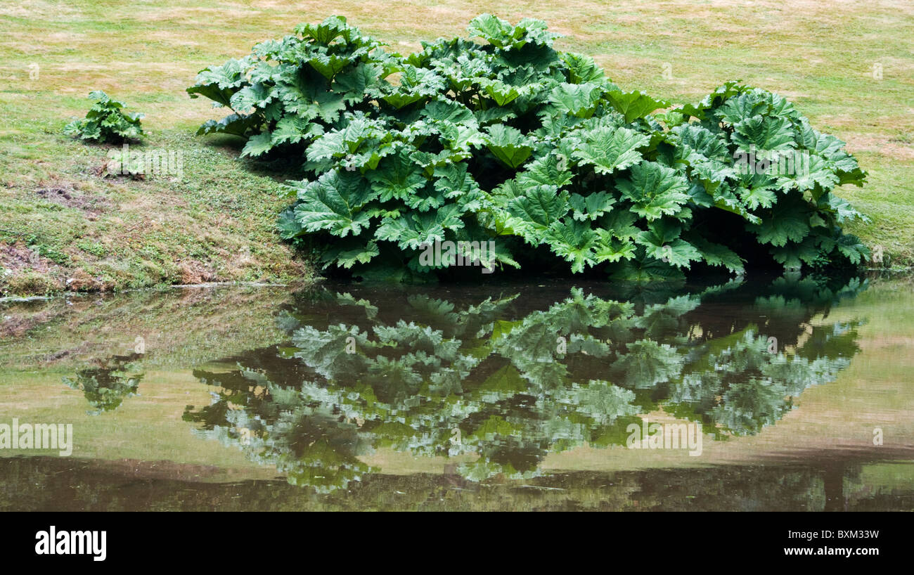 Bog garden gunnera hi-res stock photography and images - Alamy