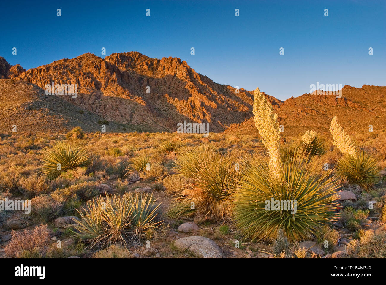 Mojave desert flowers hi-res stock photography and images - Alamy