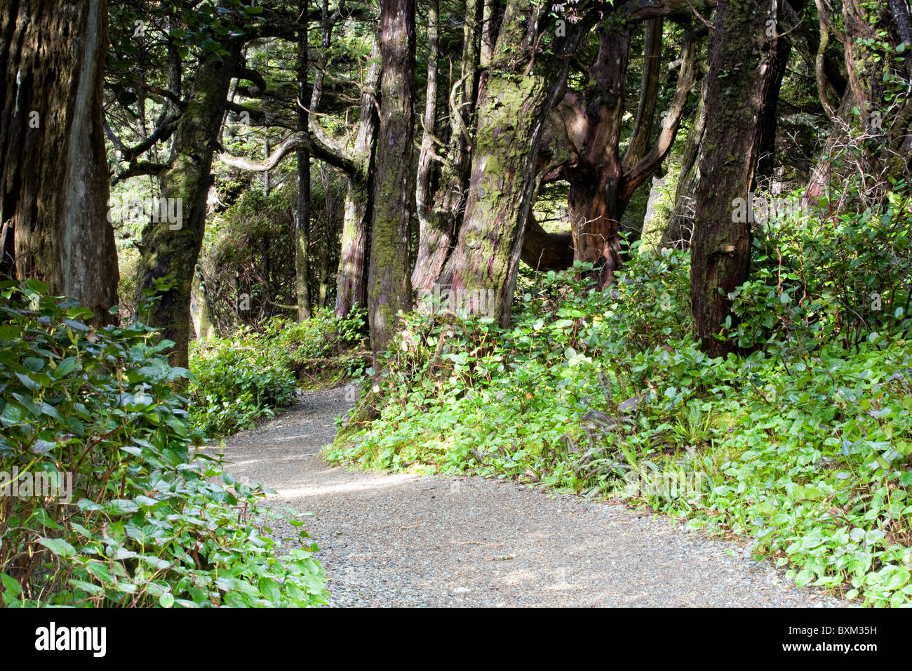 A walking trail through the woods on the Wild Pacific trail Stock Photo ...