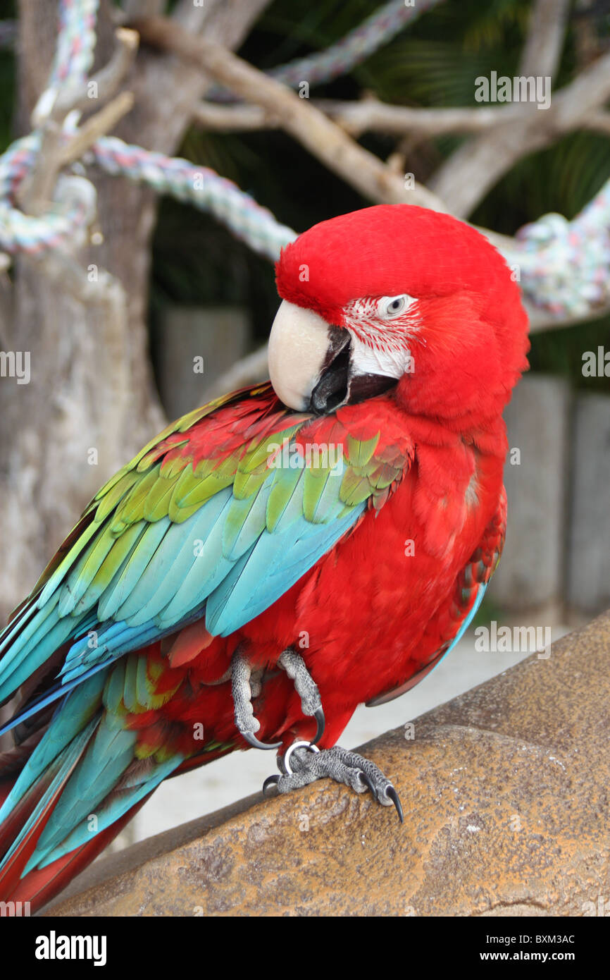 Parrot in Park Stock Photo - Alamy