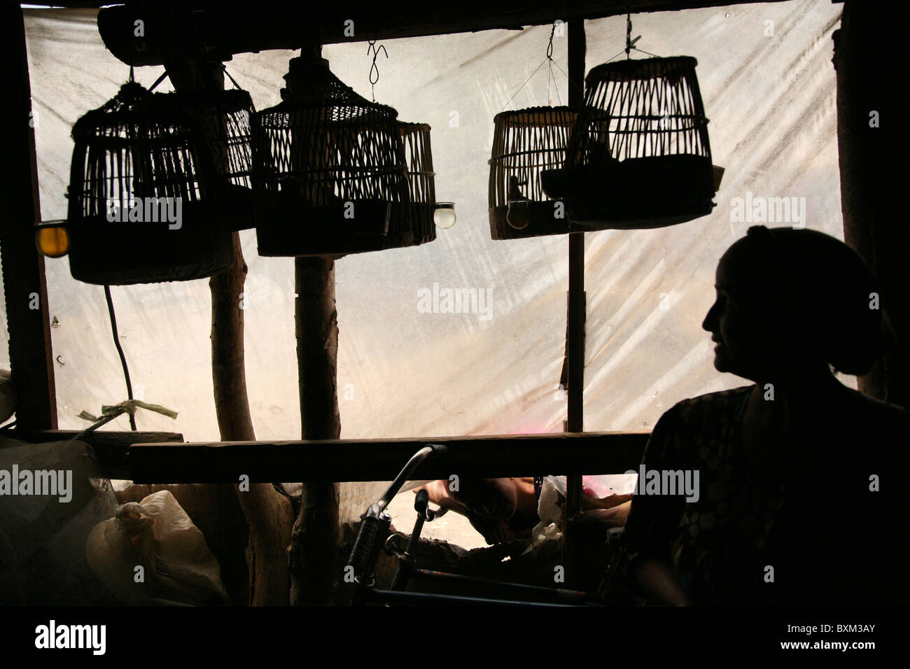 Cages with quails in the gypsy village of Gigikhana near Bukhara ...