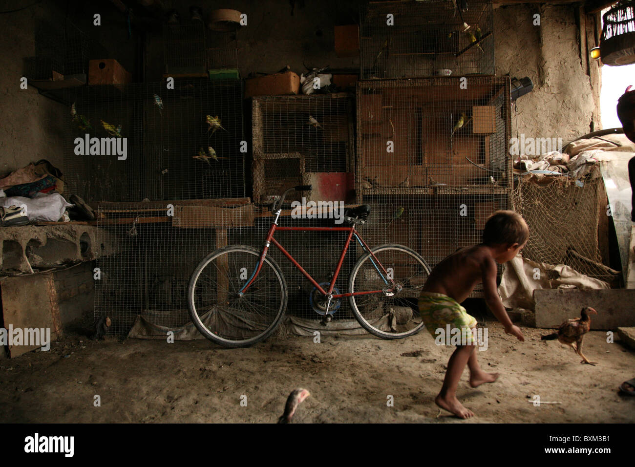 Cages with budgerigar and quails in the gypsy village of Gigikhana near Bukhara, Uzbekistan ...