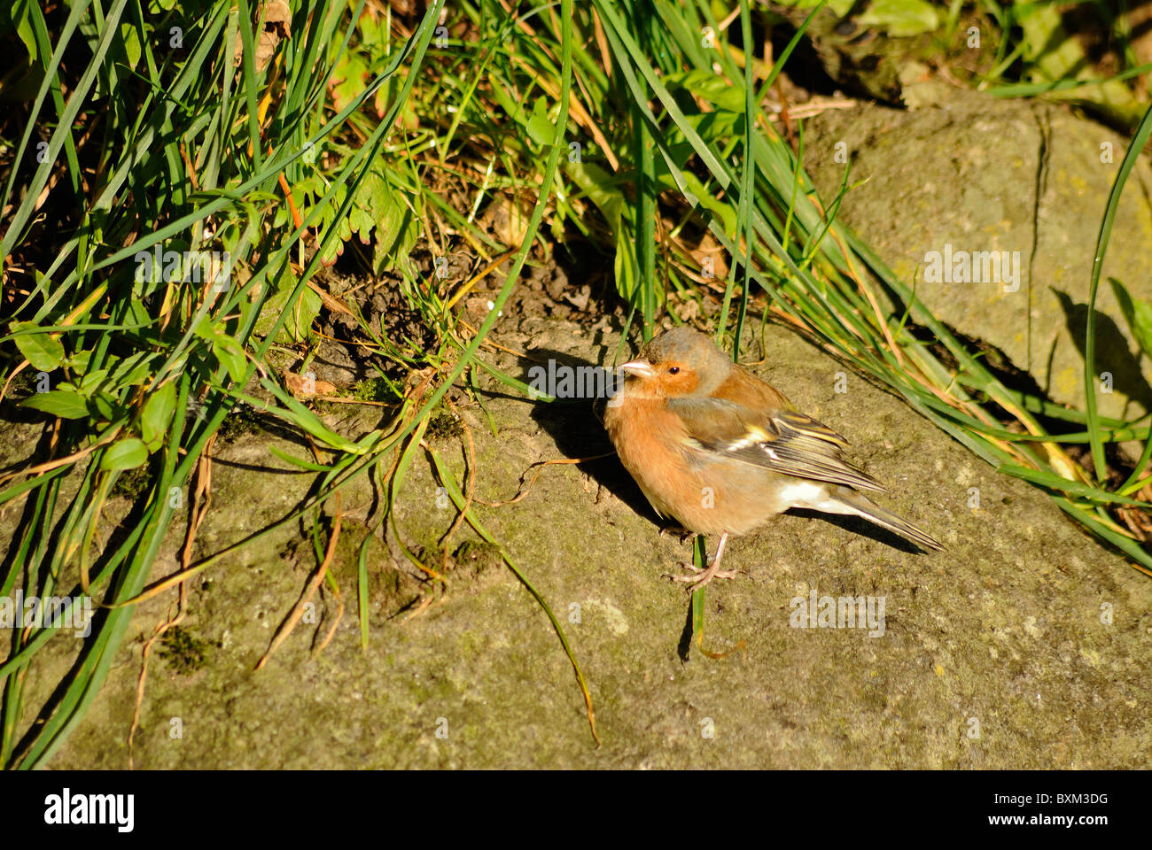 Chaff finch sitting on rock in broad daylight Stock Photo - Alamy