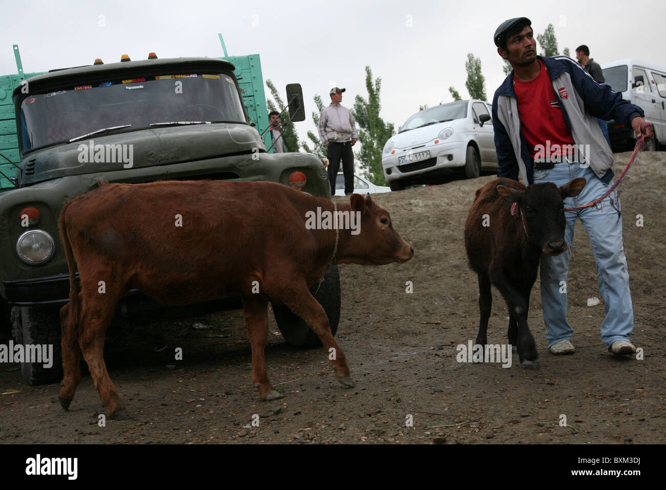 Asian boy cow animal hi-res stock photography and images - Alamy