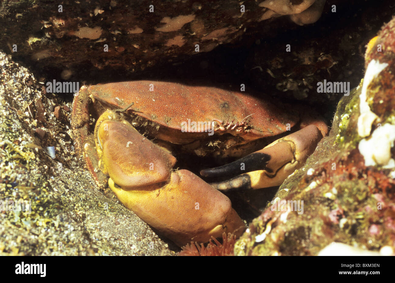 Edible crab underwater off the coast of Scotland. Underwater ...