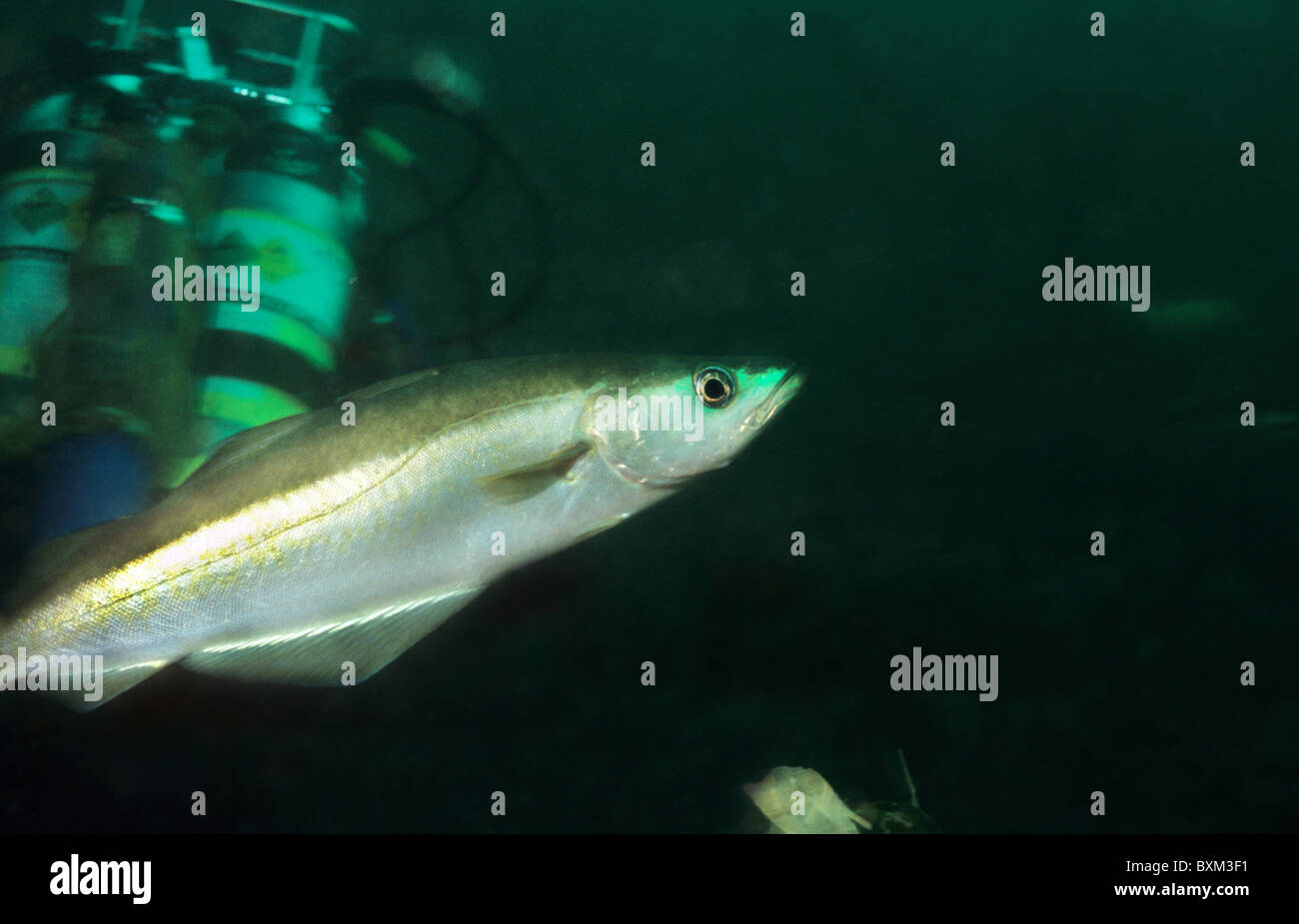 Large Pollack, swims between divers. Ocean fish. Underwater photography ...