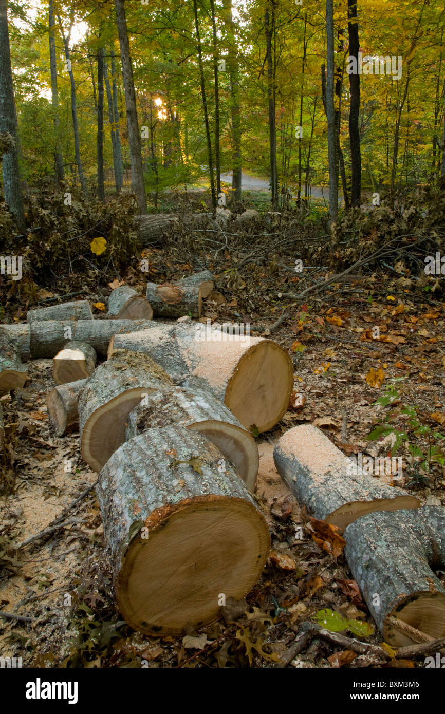 Oak tree cut hi-res stock photography and images - Alamy