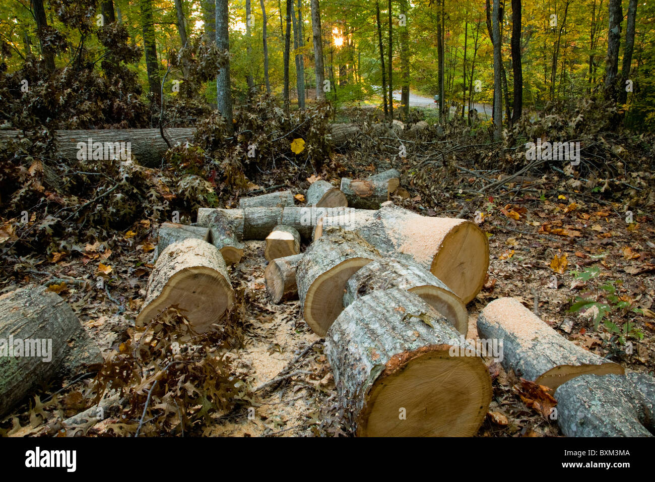 Oak Tree on the Ground, Cut, East Tennessee Stock Photo - Alamy