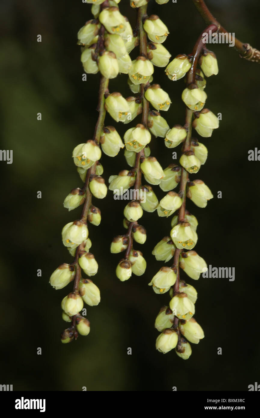 Stachyurus winter hi-res stock photography and images - Alamy