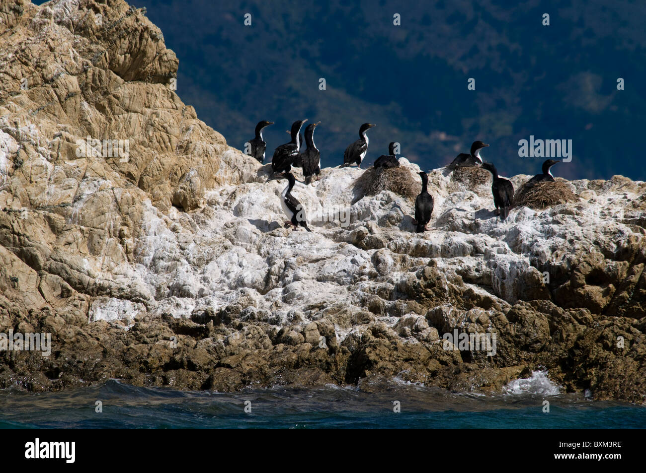 Phalocrocorax carunculatus or King Shag is one of the rarest birds in ...
