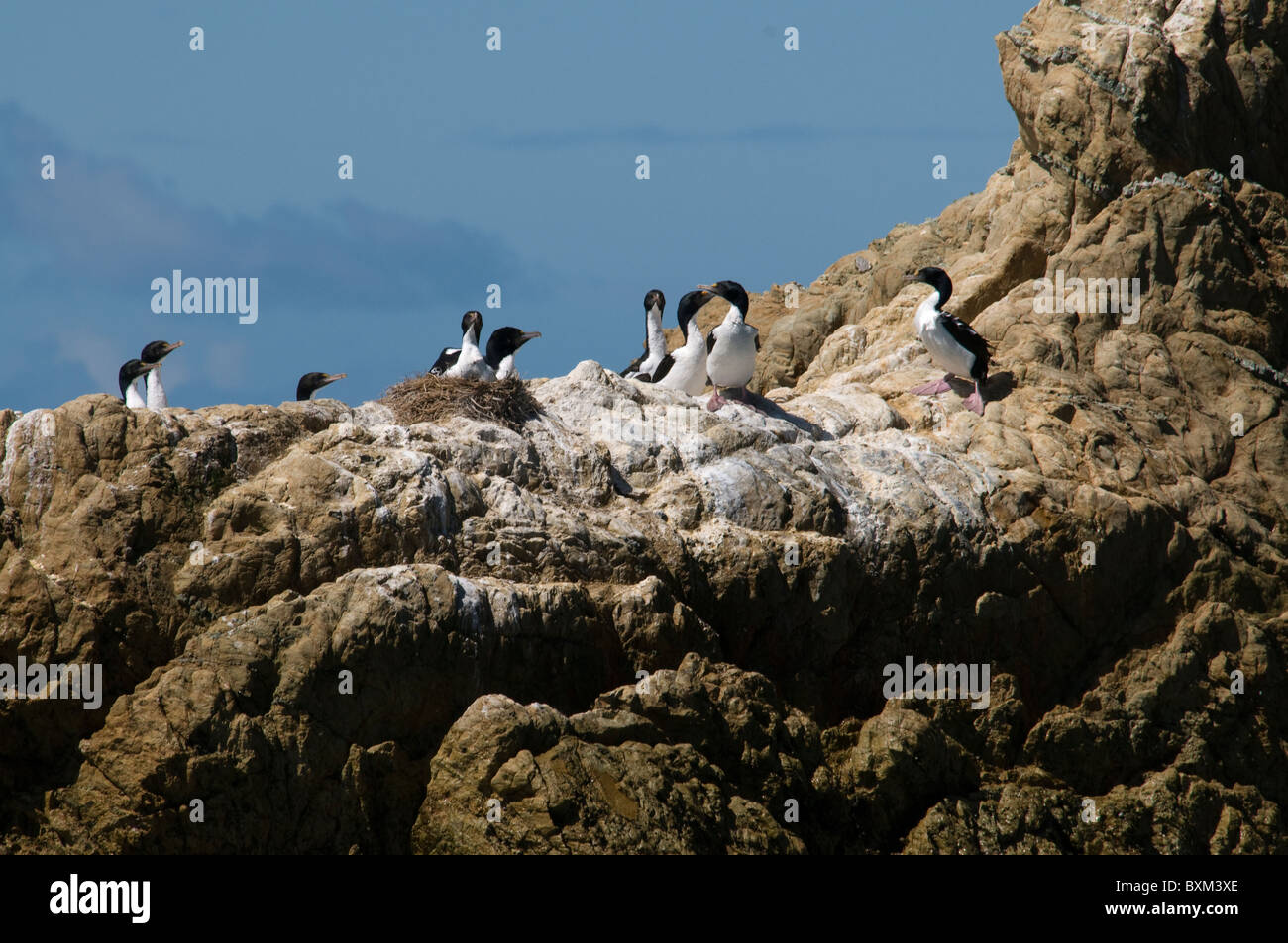 Phalocrocorax carunculatus or King Shag is one of the rarest birds in ...