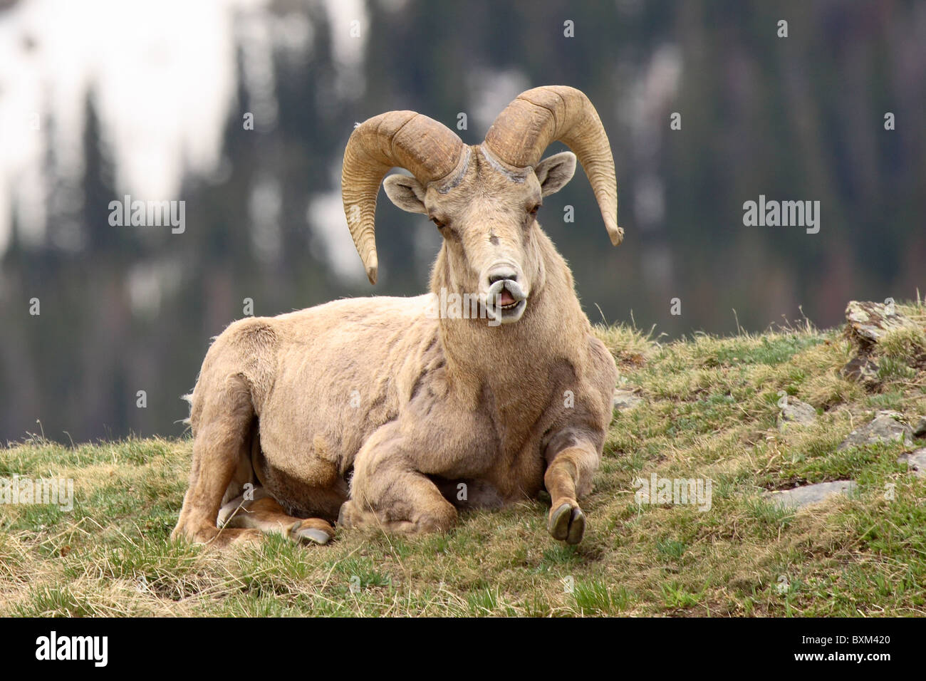 Epic sheep hi-res stock photography and images - Alamy
