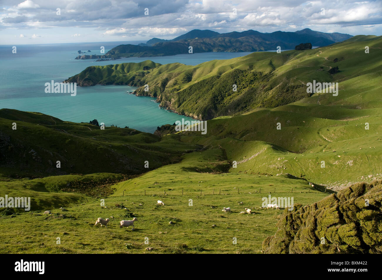 Pasture land in front of French Pass - the channel between d'Urville ...