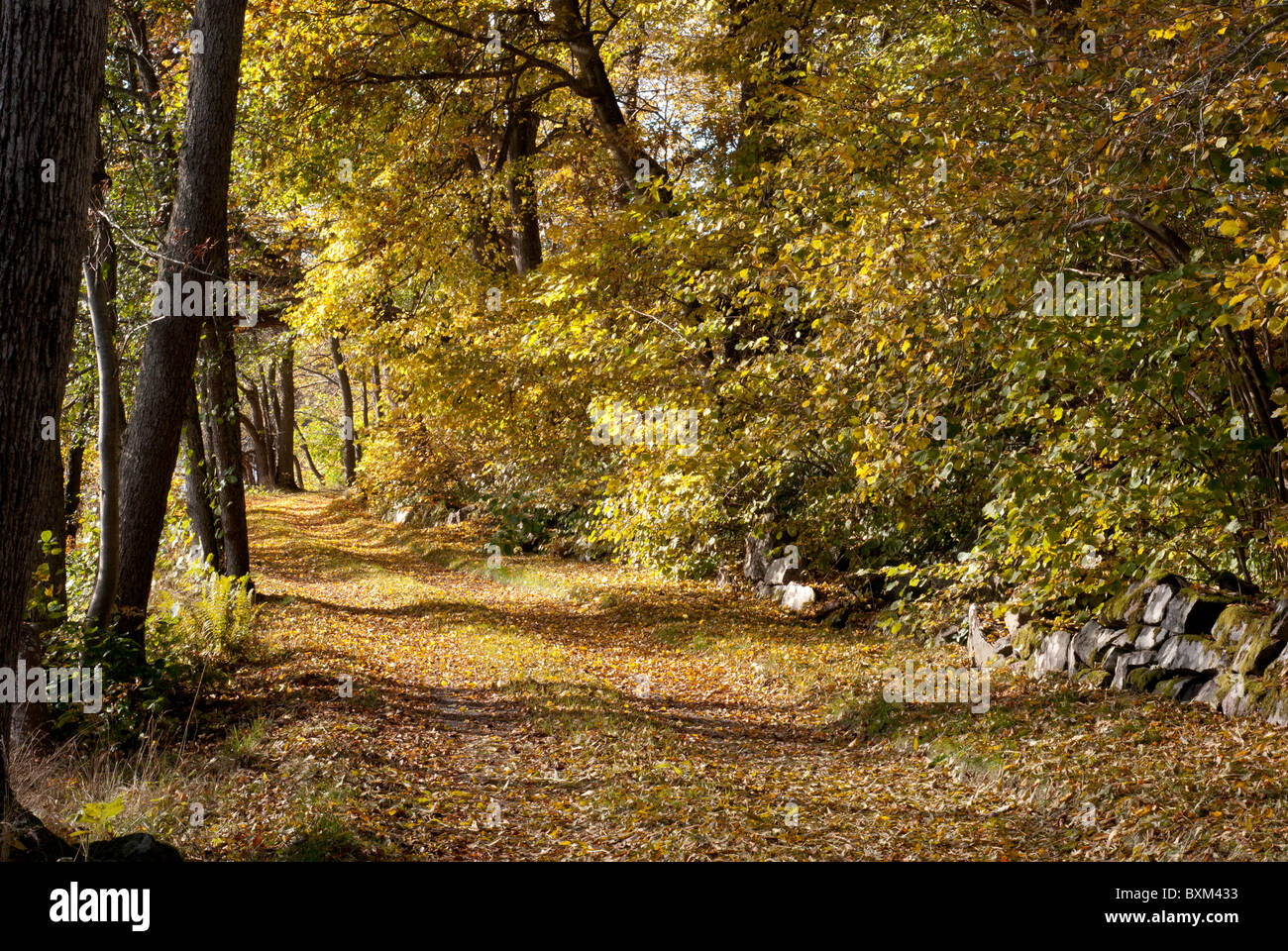 late fall with yellow leafs. Countryside view Stock Photo - Alamy
