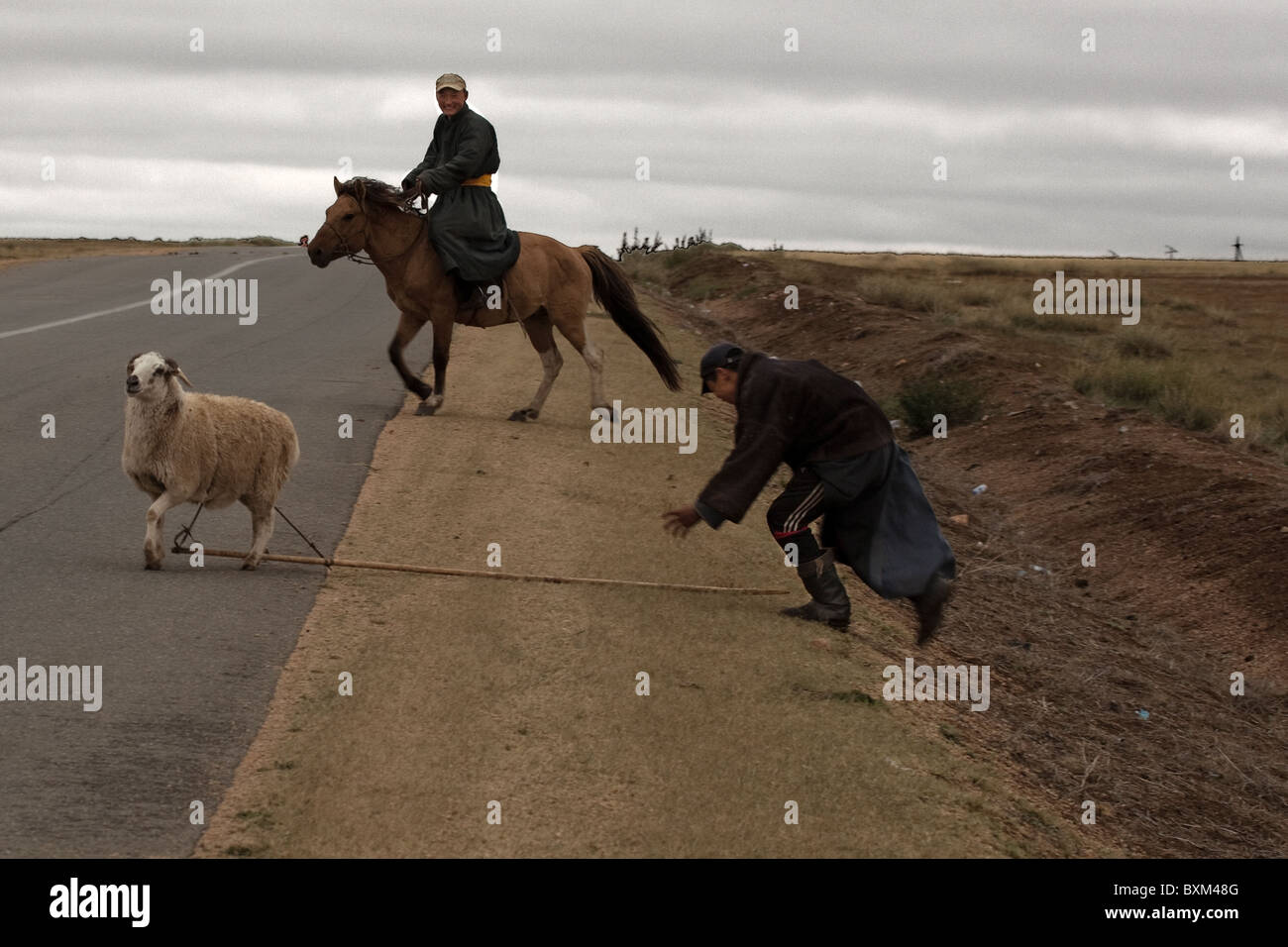 Capturing lead sheep, Khongo Khan Uul Nature Reserve, Little Gobi ...