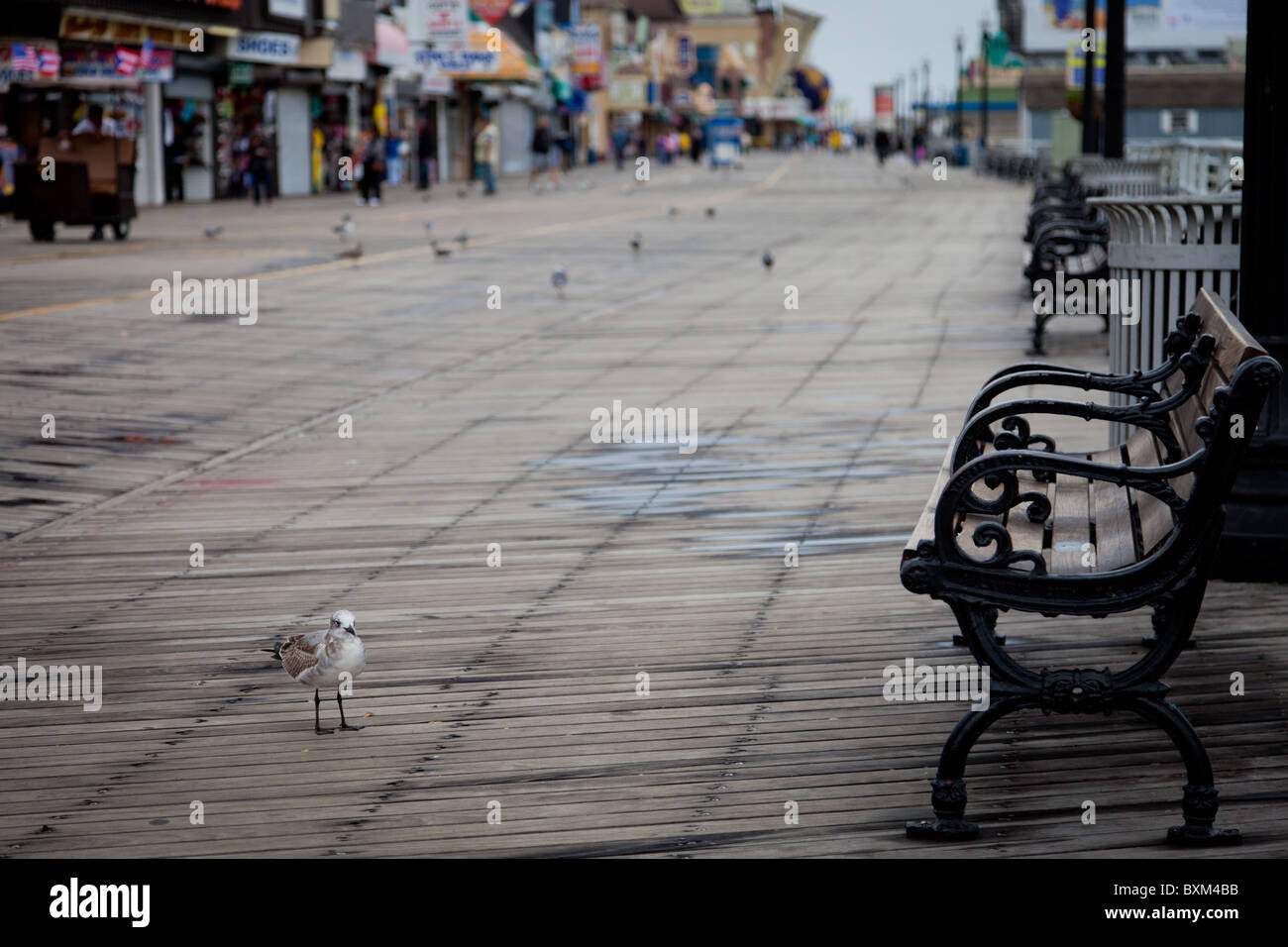 Sad seagull hi-res stock photography and images - Alamy