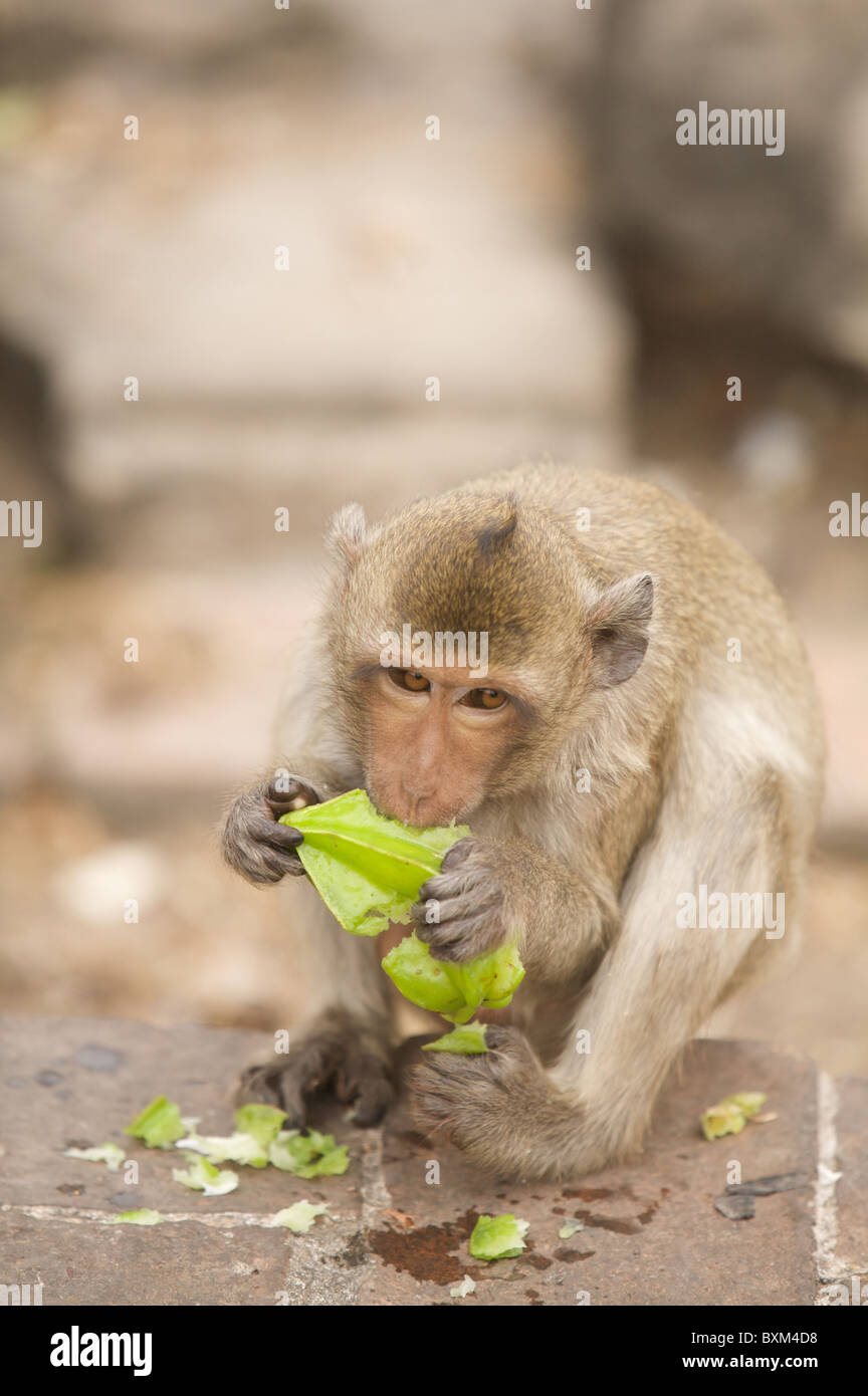 Crab eating macaques hi-res stock photography and images - Alamy