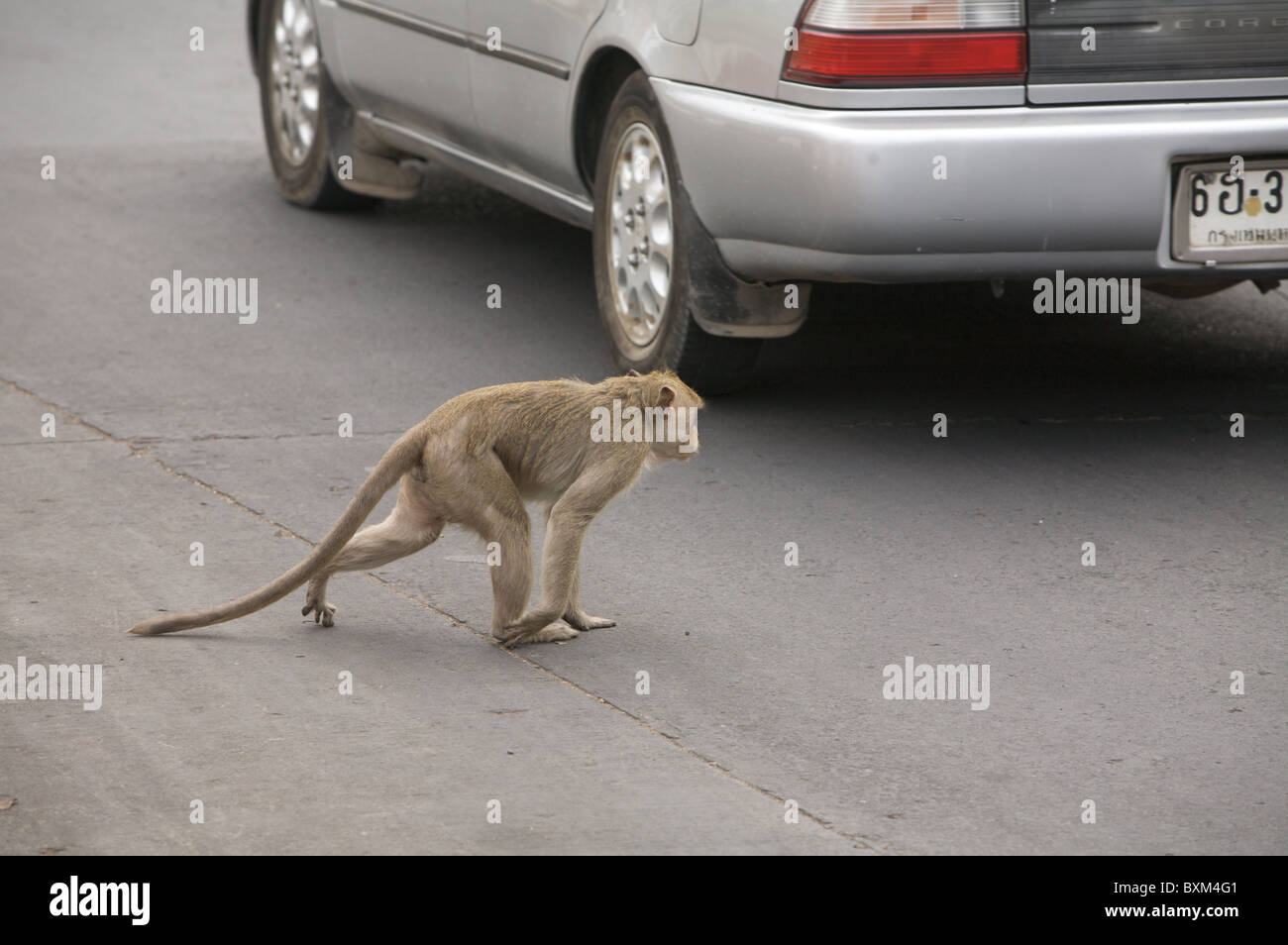 Crab-eating Macaque monkeys run rampant in the town of Lopburi ...
