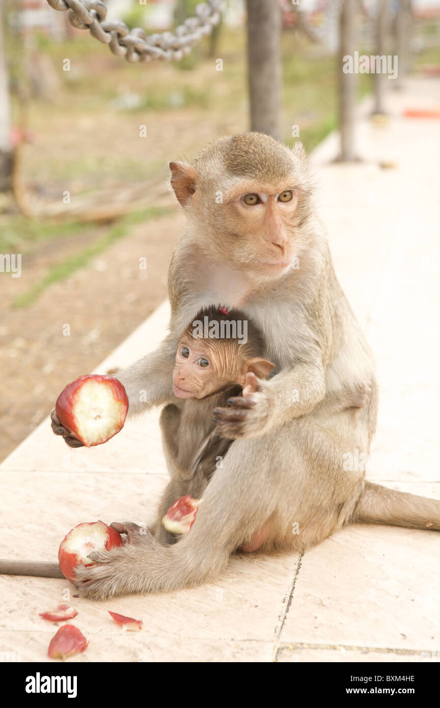 Crab-eating Macaque monkeys around the ancient temple of Phra Prang Sam ...