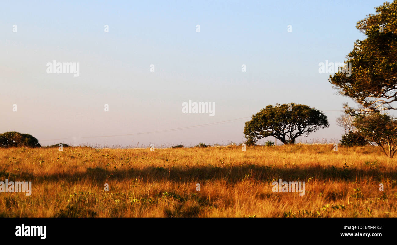 African grasslands with tree Stock Photo - Alamy