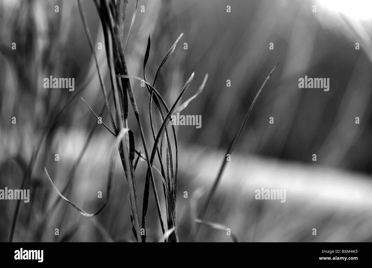 Grass Field Black and White Stock Photos & Images - Alamy