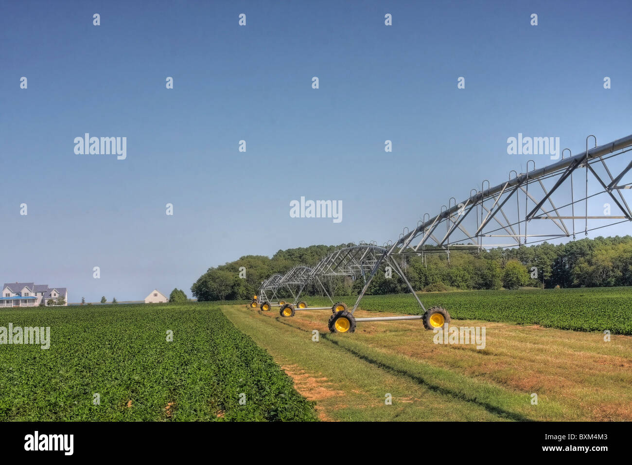 Bean Field with Irrigation Piping and Clear Blue Skies Stock Photo - Alamy
