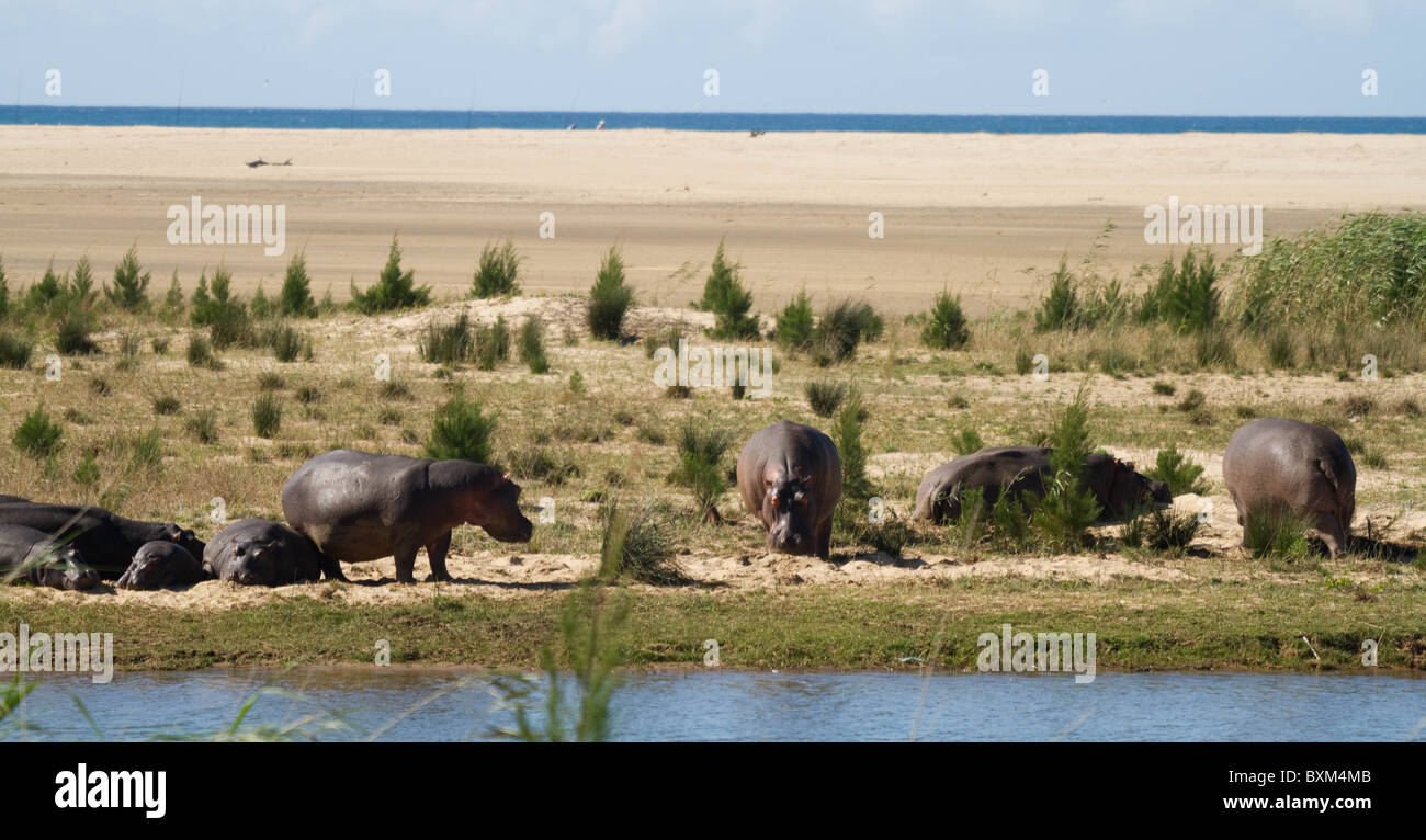 pod of hippos by water with ocean in background Stock Photo - Alamy