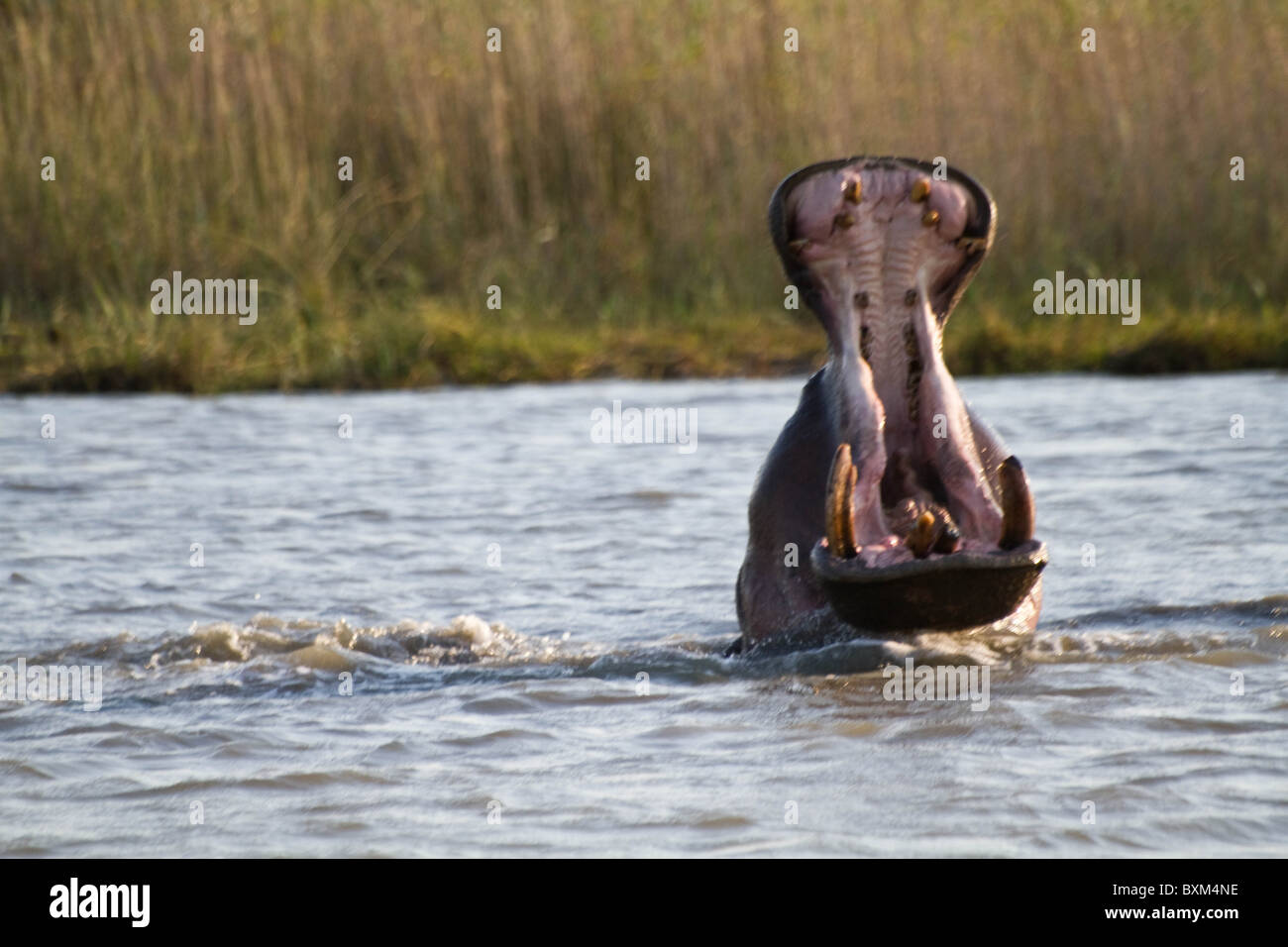 Hippo opening mouth wide Stock Photo - Alamy