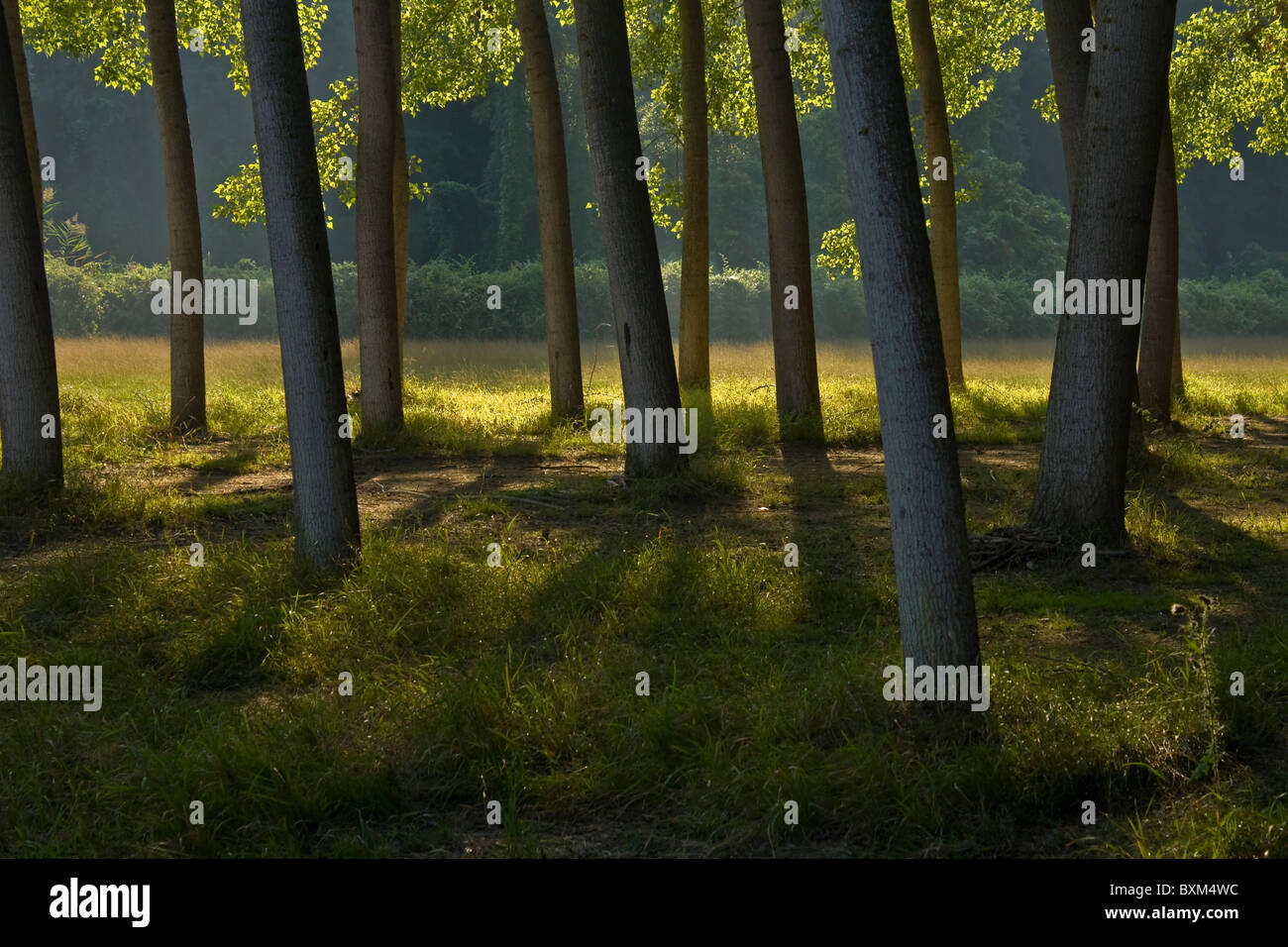trees in light Stock Photo - Alamy