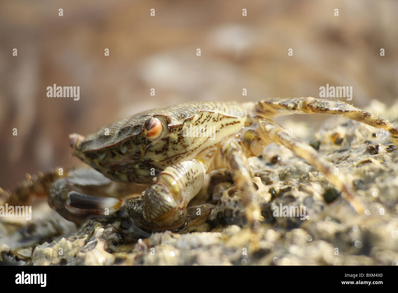 little crab in greece Stock Photo - Alamy