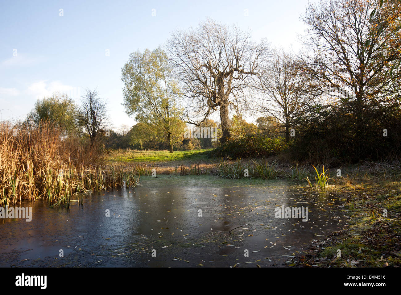 Cranmer Green nature reserve, Mitcham, London Borough of Merton, South ...