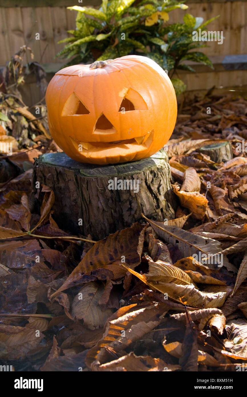 Pumpkin on stump in hi-res stock photography and images - Alamy