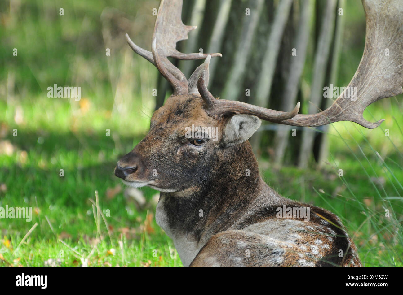 Fallow Deer stag Stock Photo - Alamy