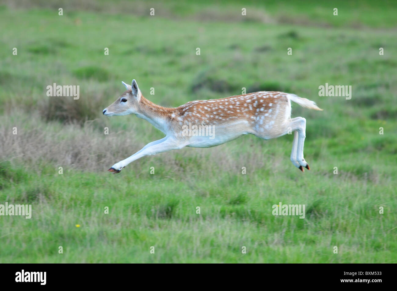 Fallow Deer running Stock Photo - Alamy
