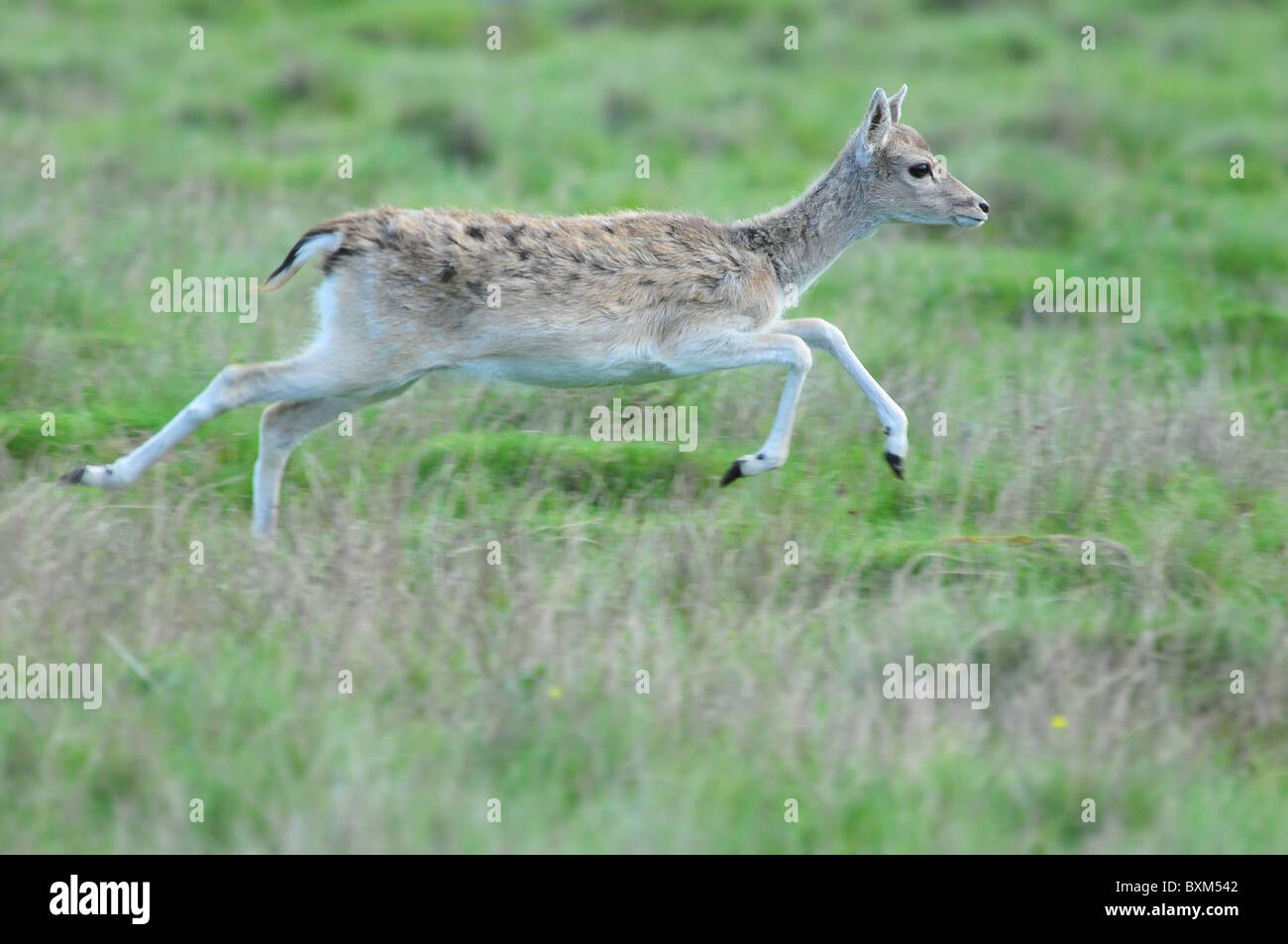 Fallow Deer running Stock Photo - Alamy