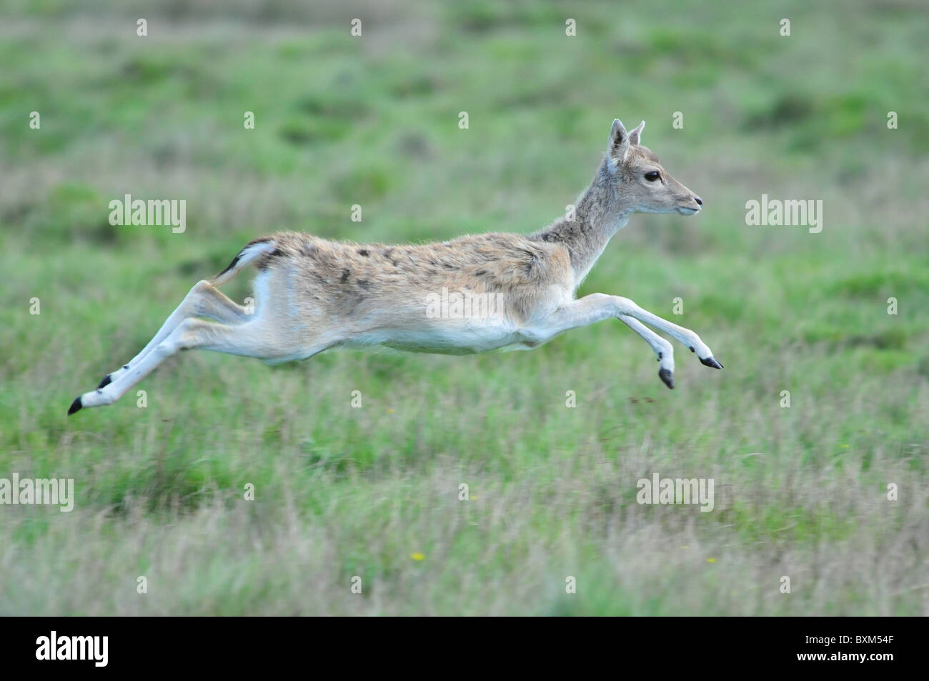 Fallow Deer running Stock Photo - Alamy