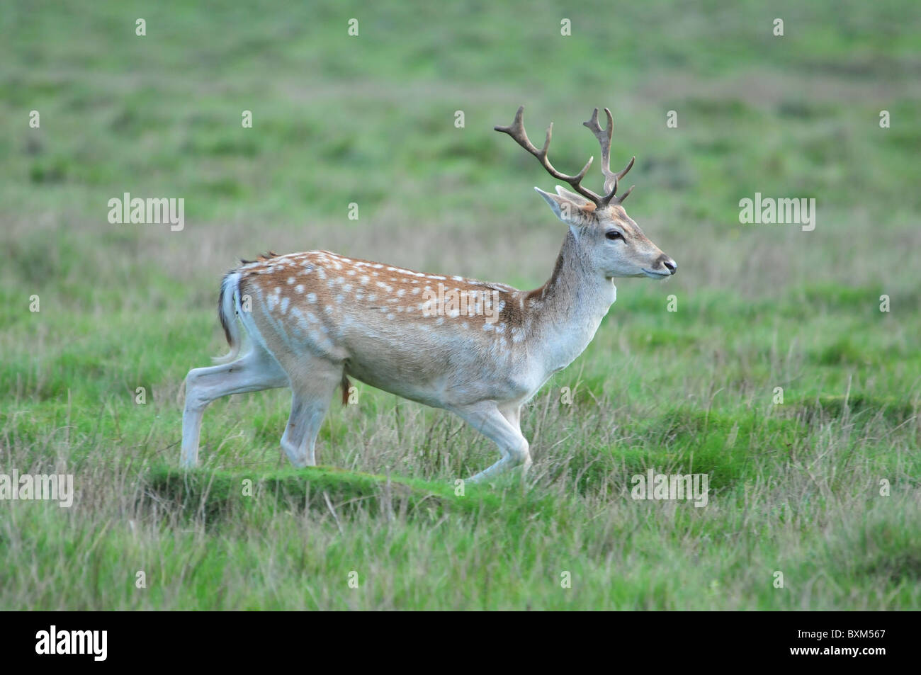 Fallow Deer stag Stock Photo - Alamy