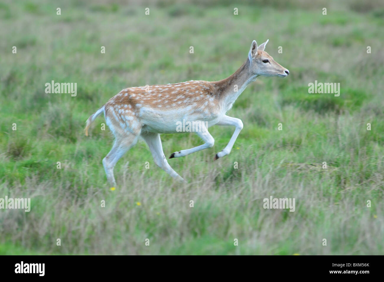Fallow Deer running Stock Photo - Alamy