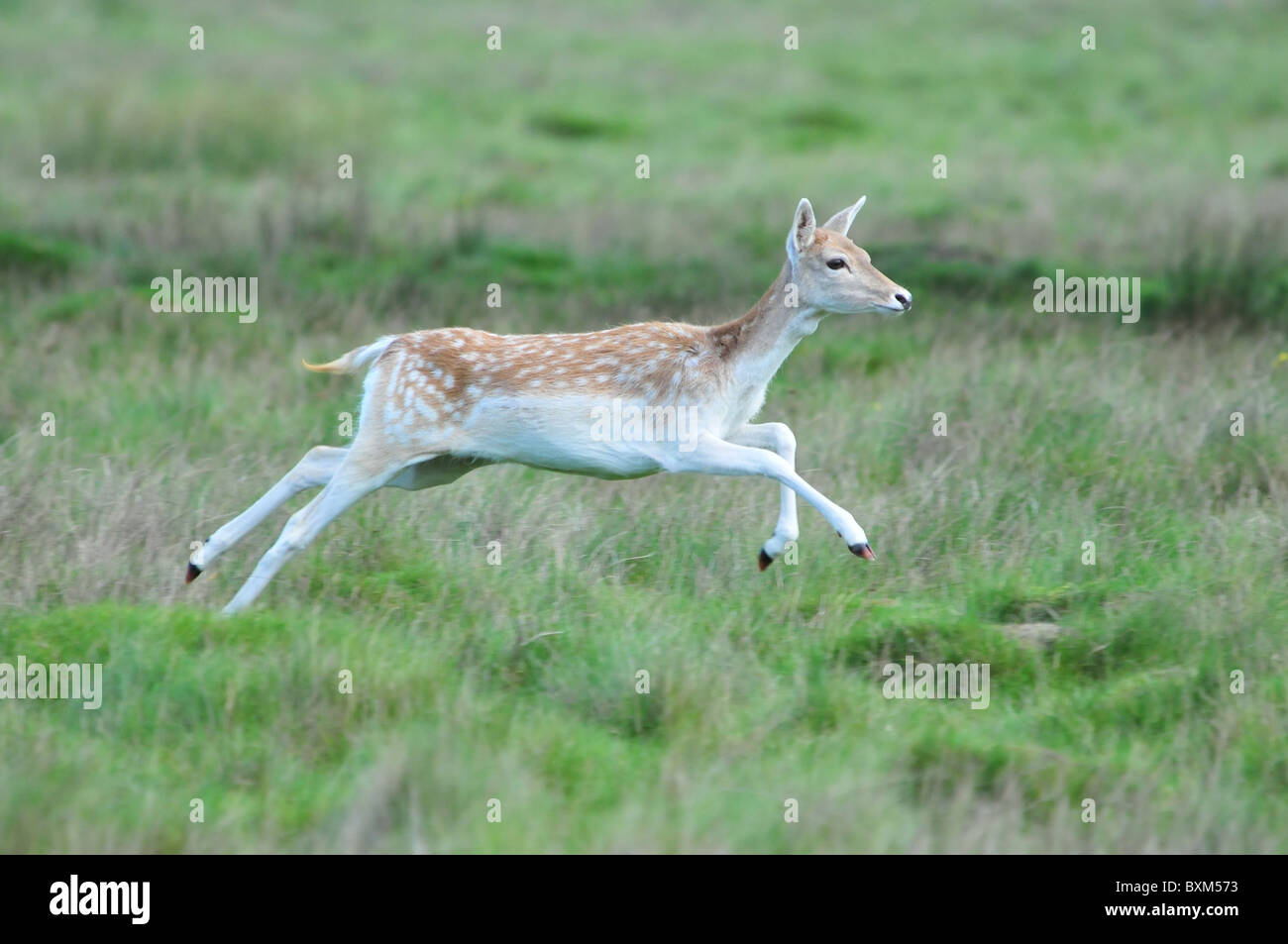 Fallow Deer running Stock Photo - Alamy