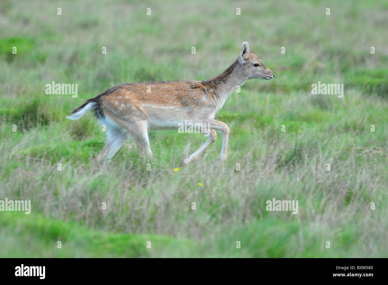 Fallow Deer running Stock Photo - Alamy