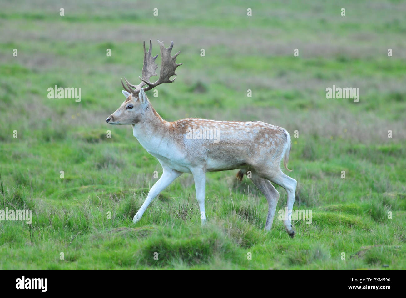 Fallow Deer stag Stock Photo - Alamy