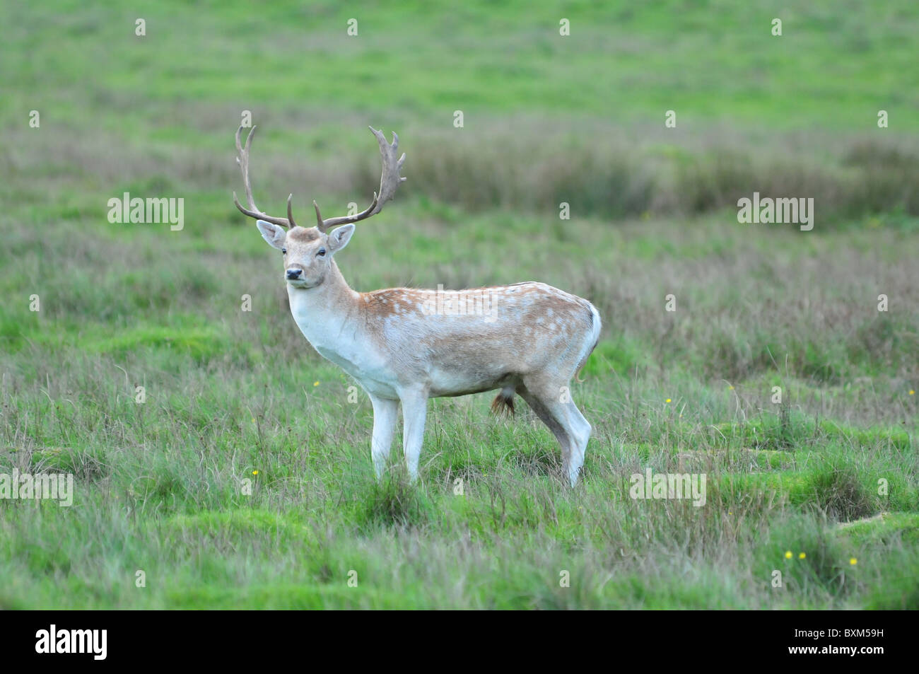 Fallow Deer stag Stock Photo - Alamy
