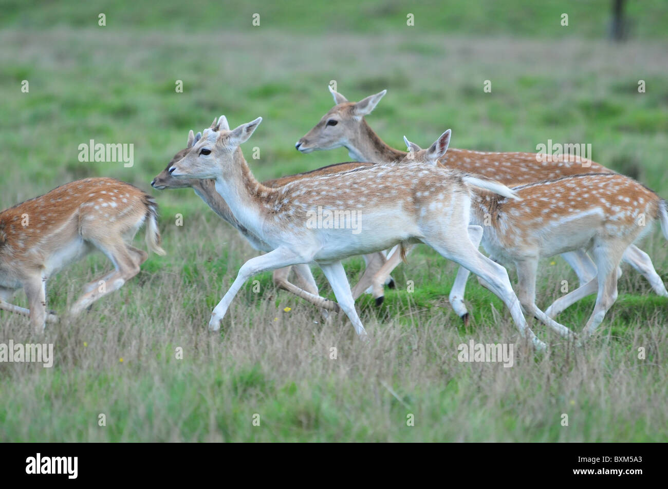 Fallow Deer running Stock Photo - Alamy